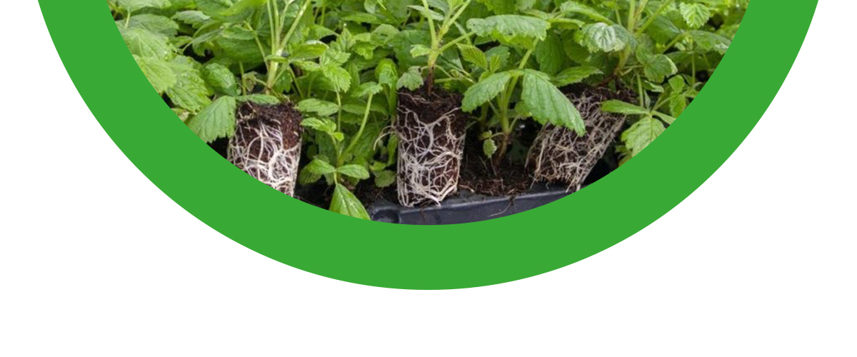 Our Offer - Fieldstone Investments